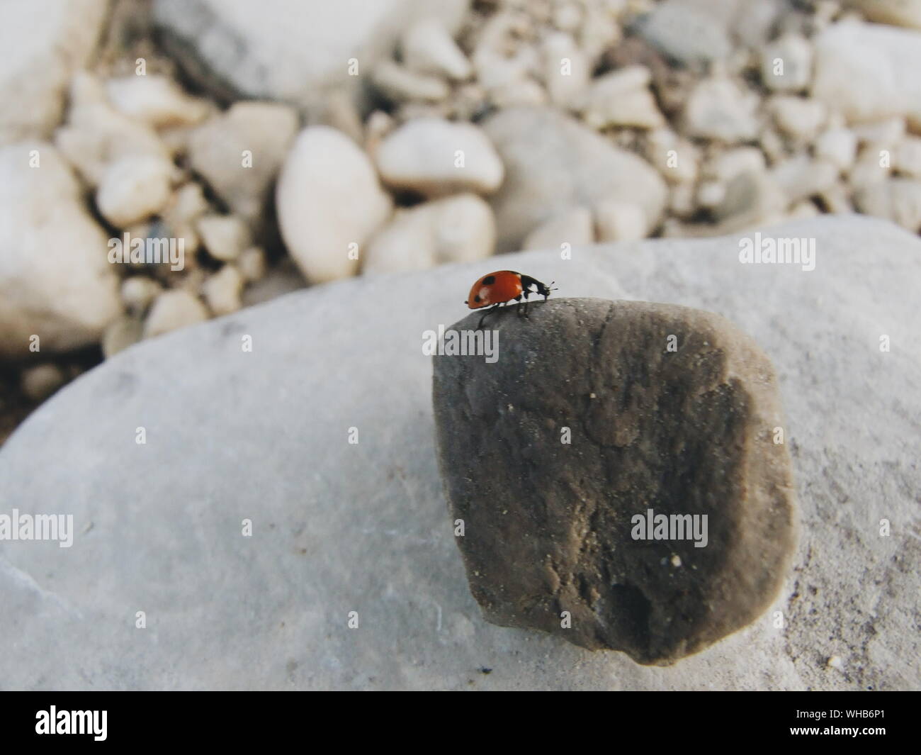 Stone ladybug hi-res stock photography and images - Alamy