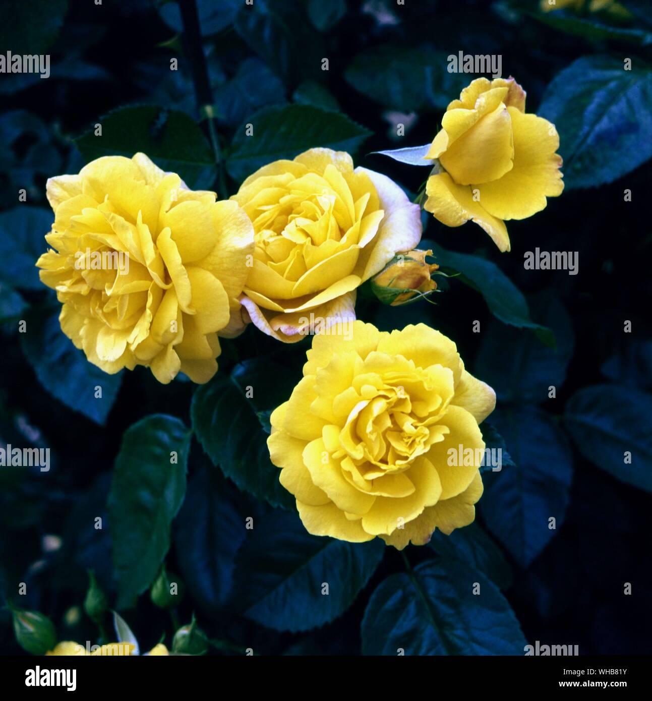 Rose chinatown hi-res stock photography and images - Alamy
