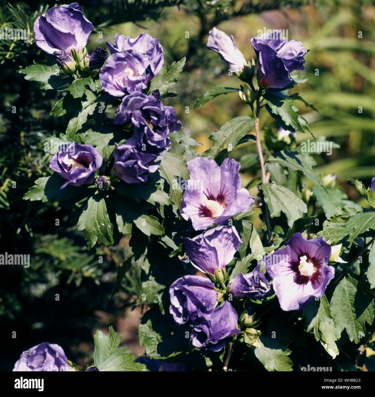 Hibiscus Syriacus Bluebird Stock Photo - Alamy