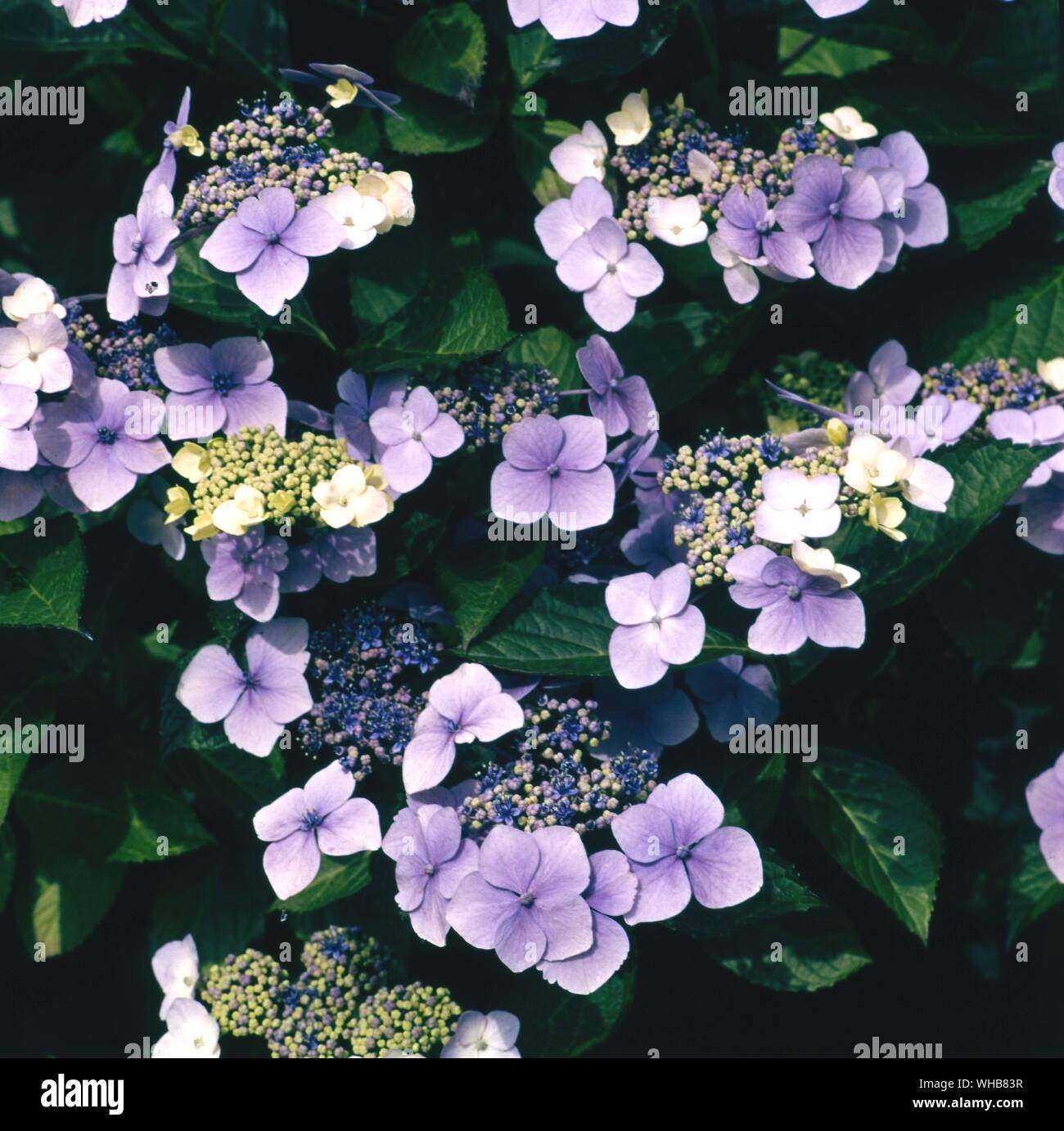 Hydrangea Blue Wave Stock Photo - Alamy