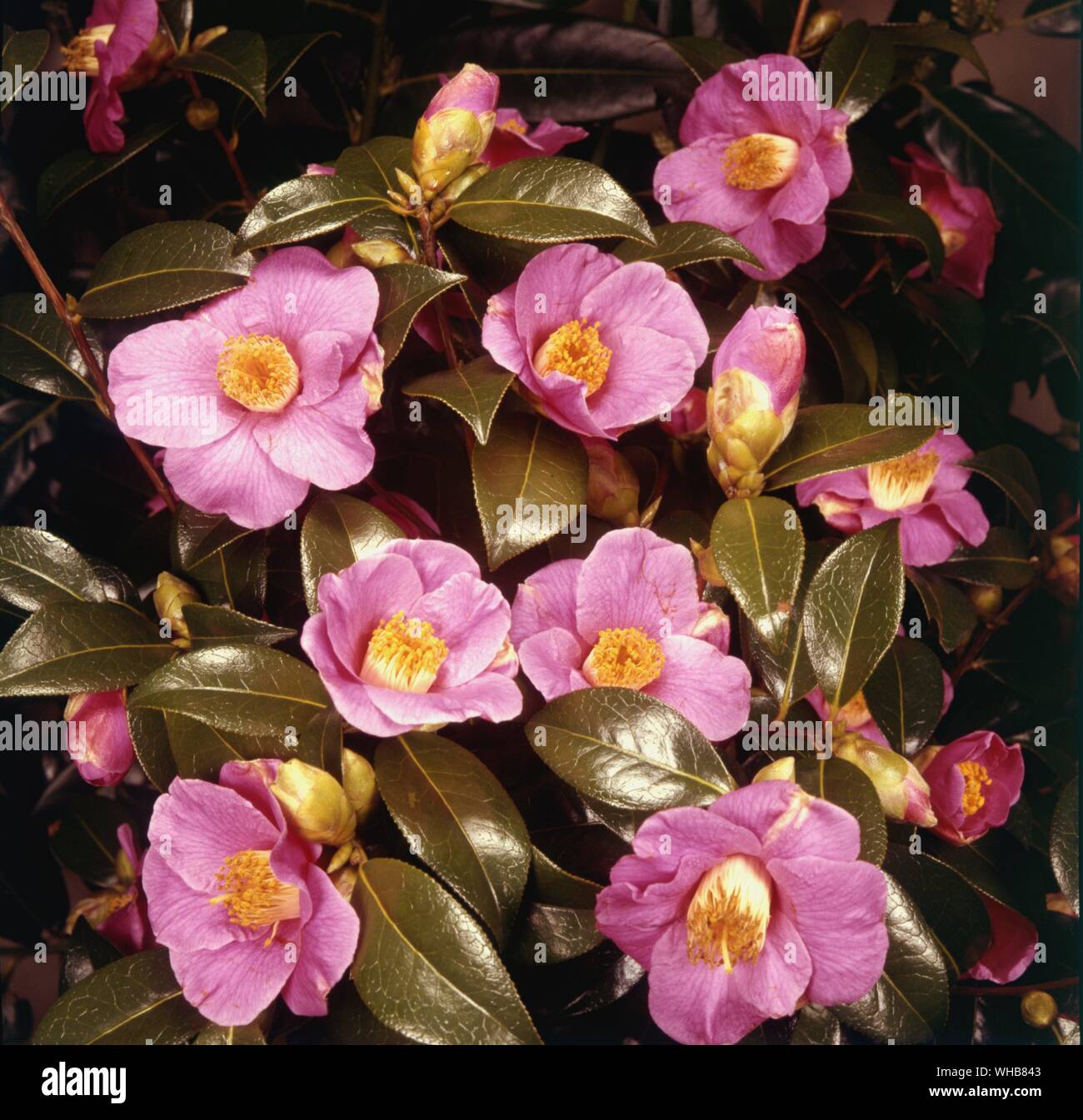 Camellia williamsii hi-res stock photography and images - Alamy