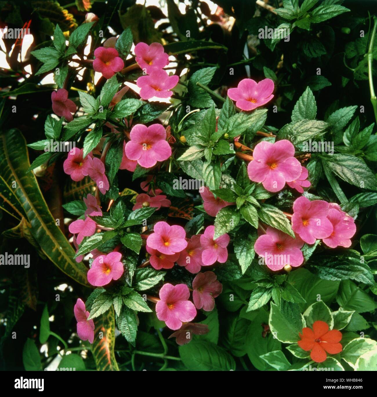 The star of india hi-res stock photography and images - Alamy