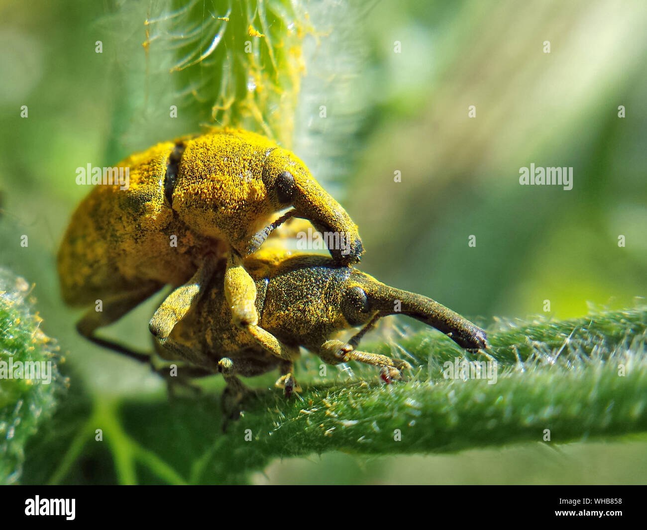 Weevils mating hi-res stock photography and images - Alamy