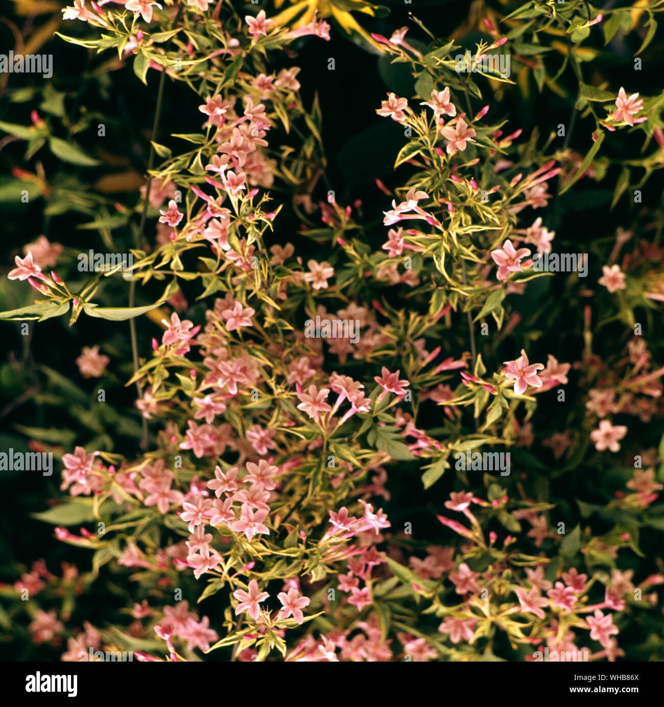 Jasminum stephanense hi-res stock photography and images - Alamy