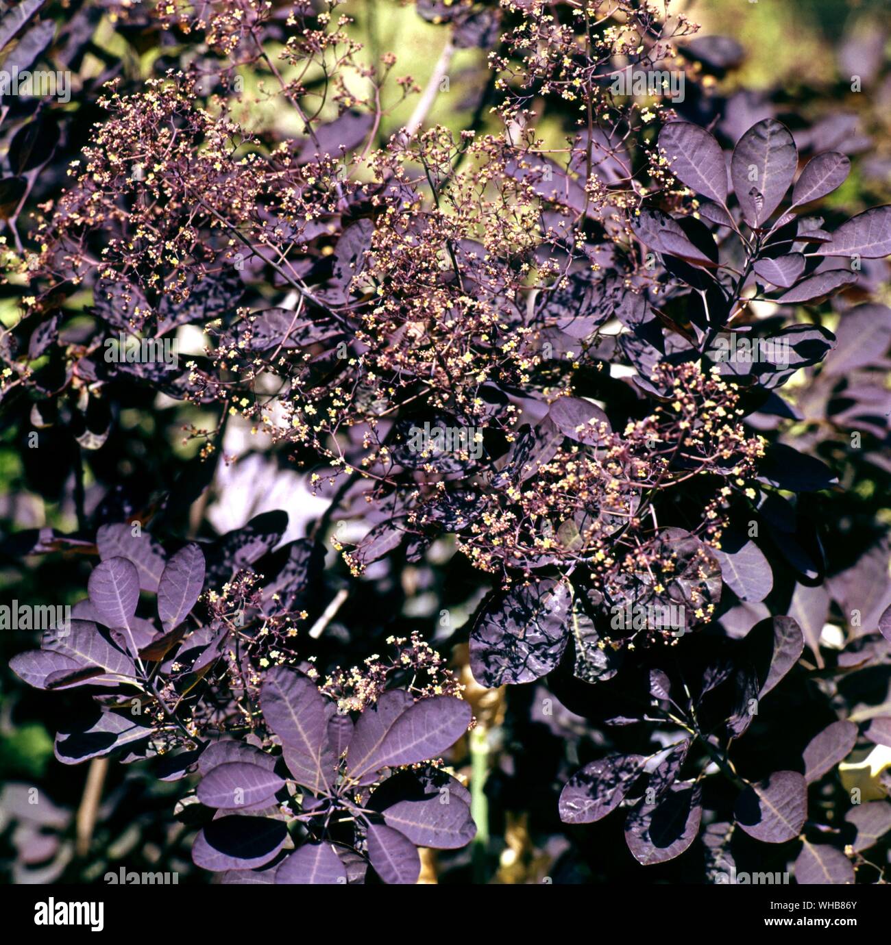 Cotinus coggyria hi-res stock photography and images - Alamy