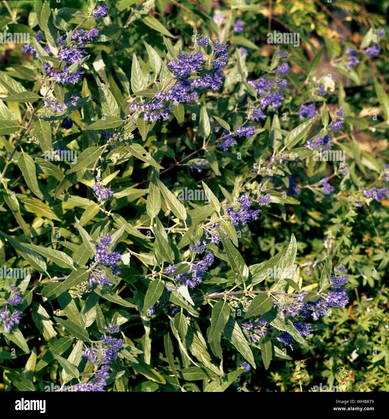 Caryopteris hi-res stock photography and images - Alamy