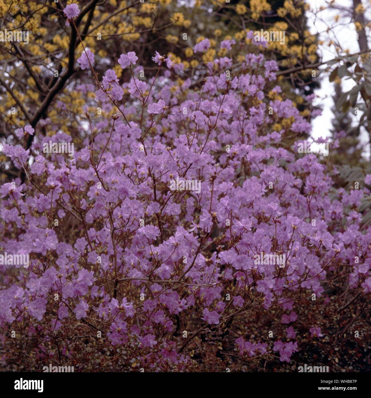 Image rhododendron hi-res stock photography and images - Alamy
