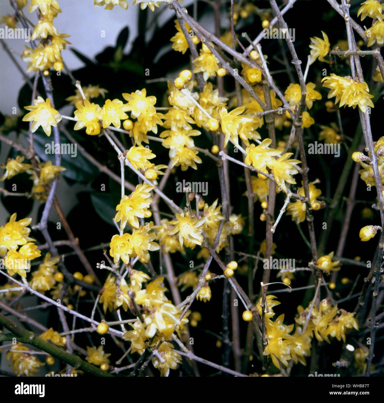 Chimonanthus praecox luteus hi-res stock photography and images - Alamy
