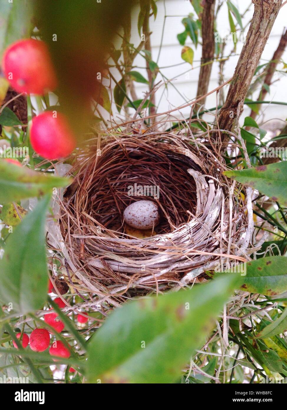 Nest egg tree hi-res stock photography and images - Alamy