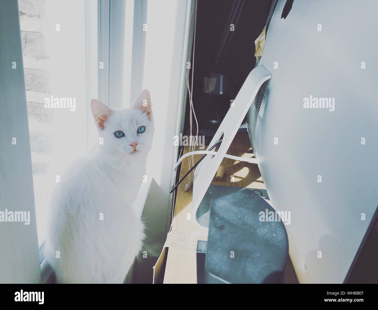 Cat and computer hi-res stock photography and images - Alamy
