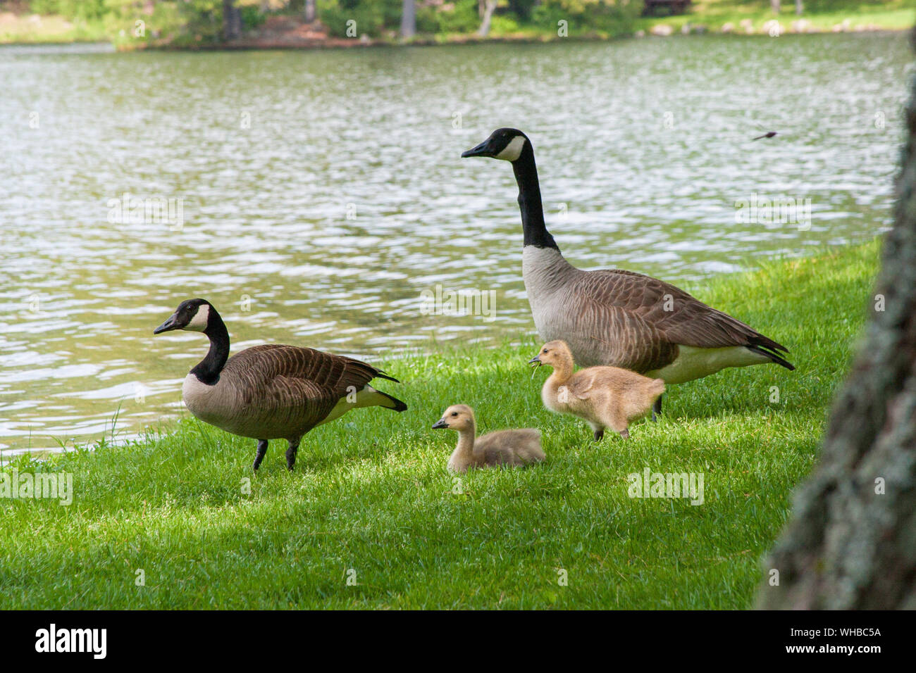 Mother and Father Goose carefully watch their two goslings Stock Photo ...