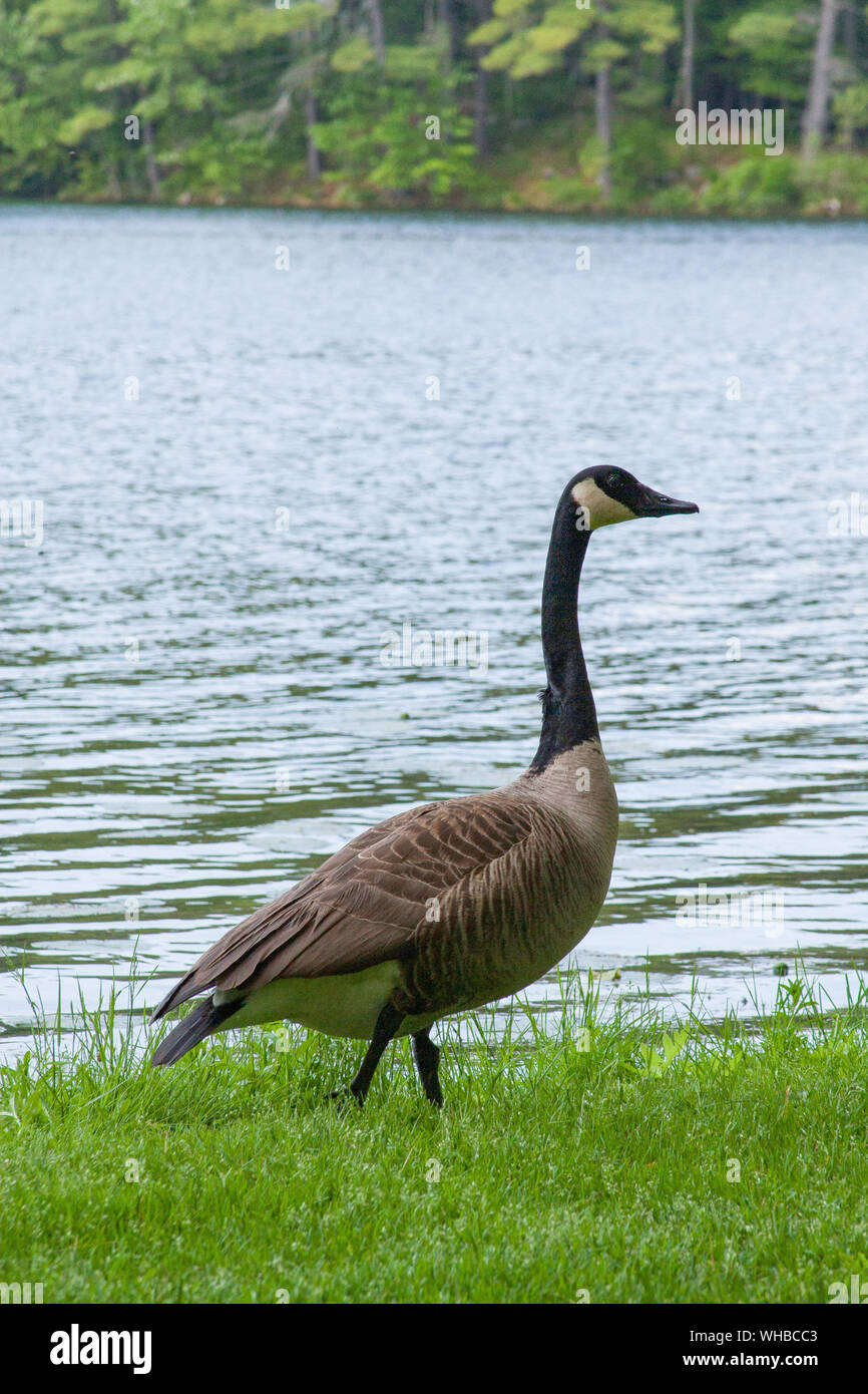 Canadian Goose on Patrol Stock Photo - Alamy