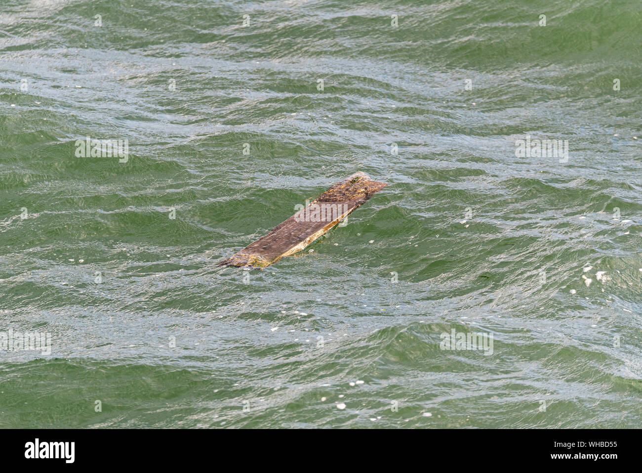 Plywood Floating In Water