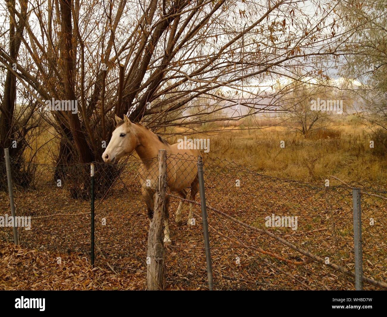 Chain link tree behind hi-res stock photography and images - Alamy