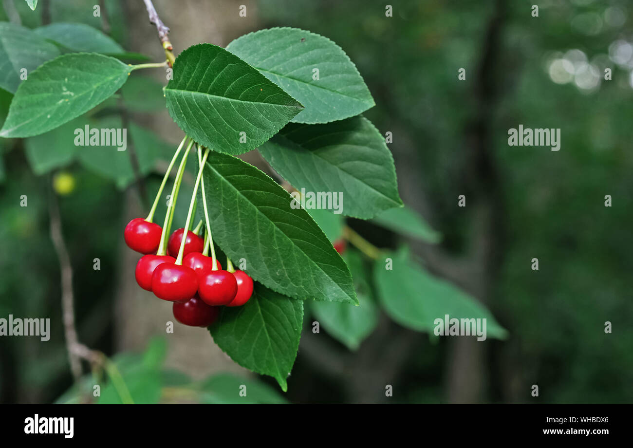 Red cherry on the tree. Ripe cherry in the summer garden Stock Photo ...