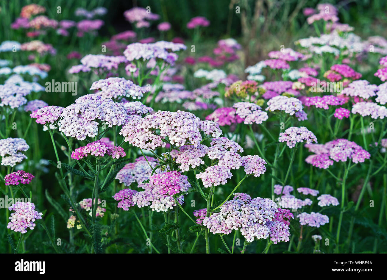 Blooming flowers of yarrow. Yarrow from the Astrov family, used as a ...