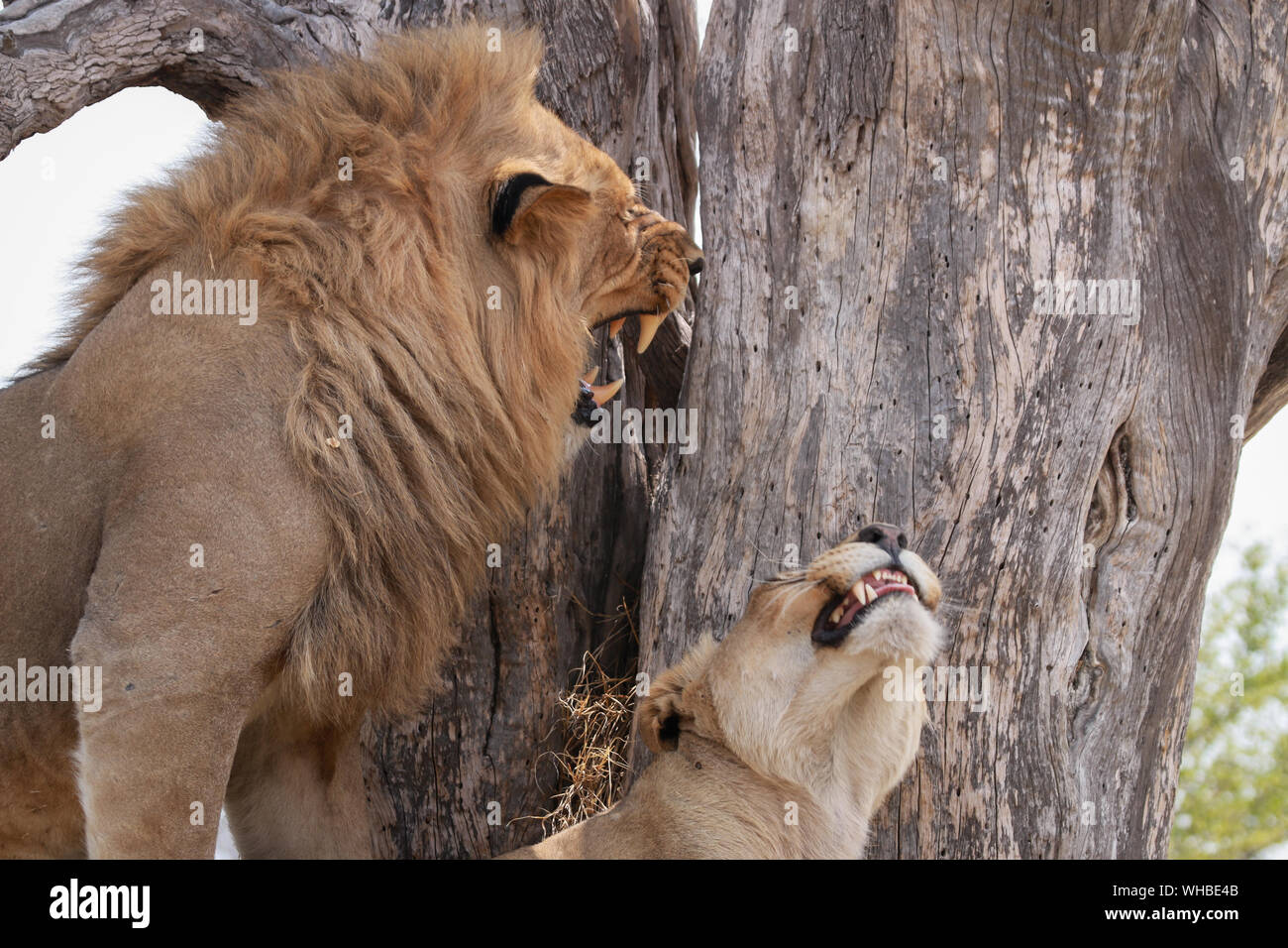 Roaring lioness hi-res stock photography and images - Alamy