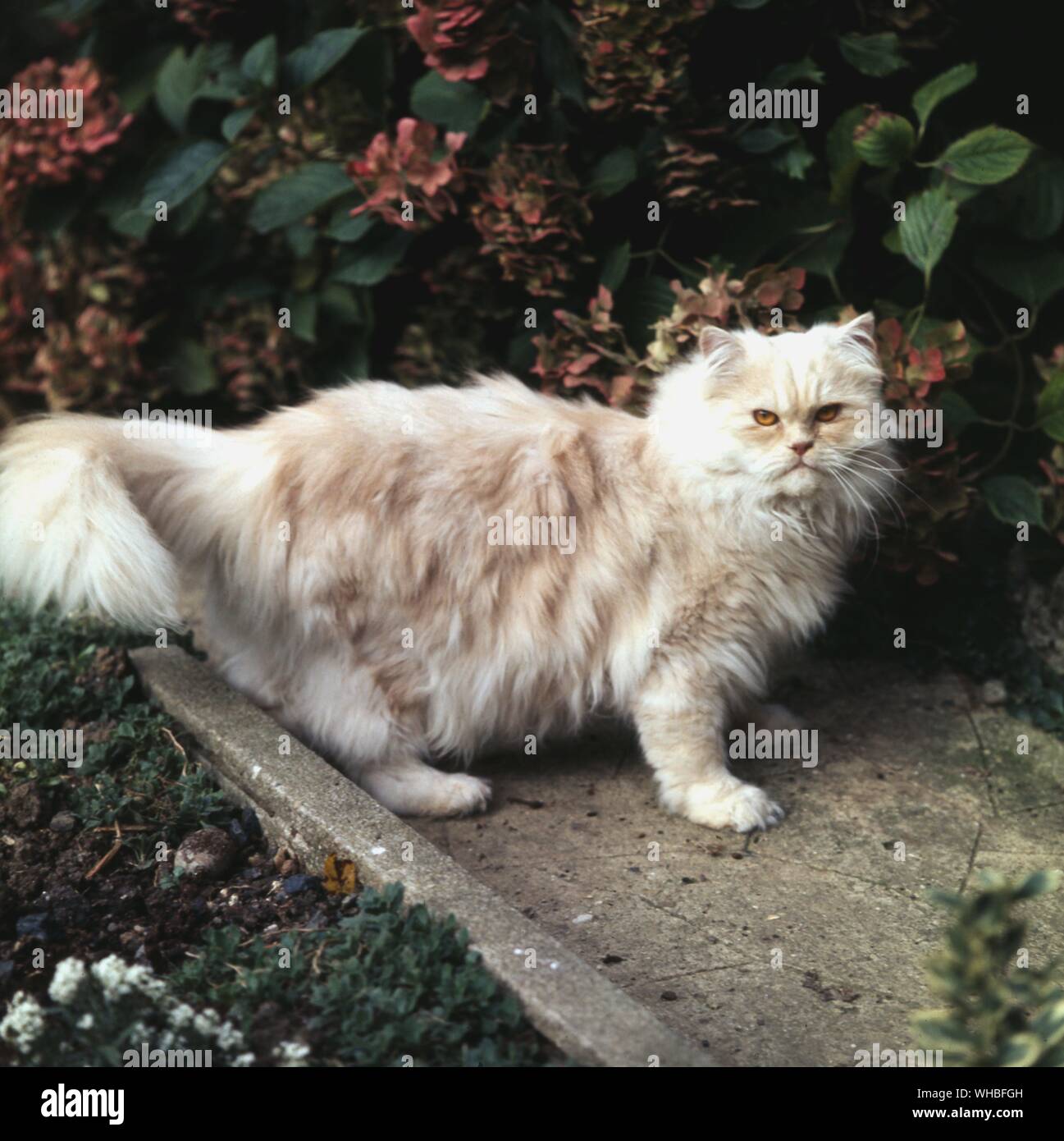 Shaded Cameo. Peachy Pink Cat Stock Photo - Alamy