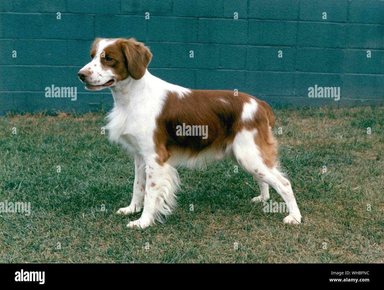 Brittany spaniel hi-res stock photography and images - Alamy
