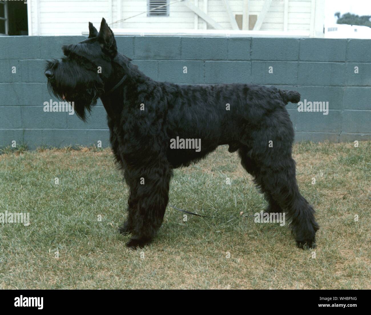 Giant schnauzer hi-res stock photography and images - Alamy