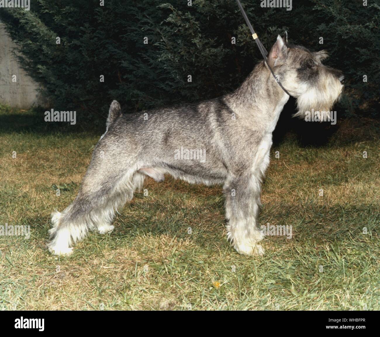 What Dogs Are In The Utility Group