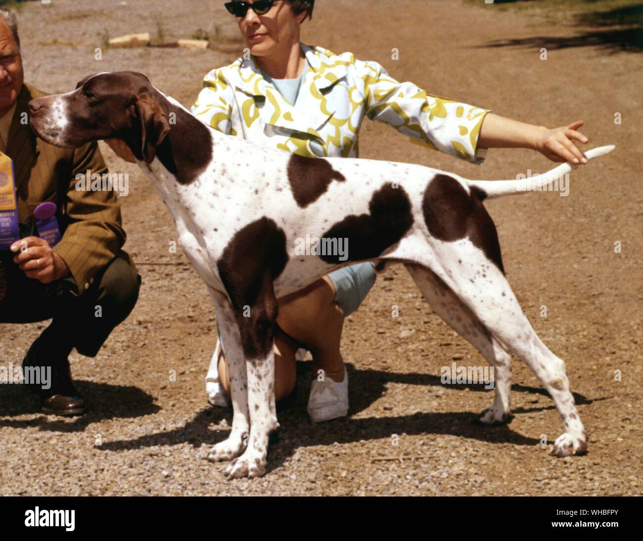 English pointer hi-res stock photography and images - Alamy