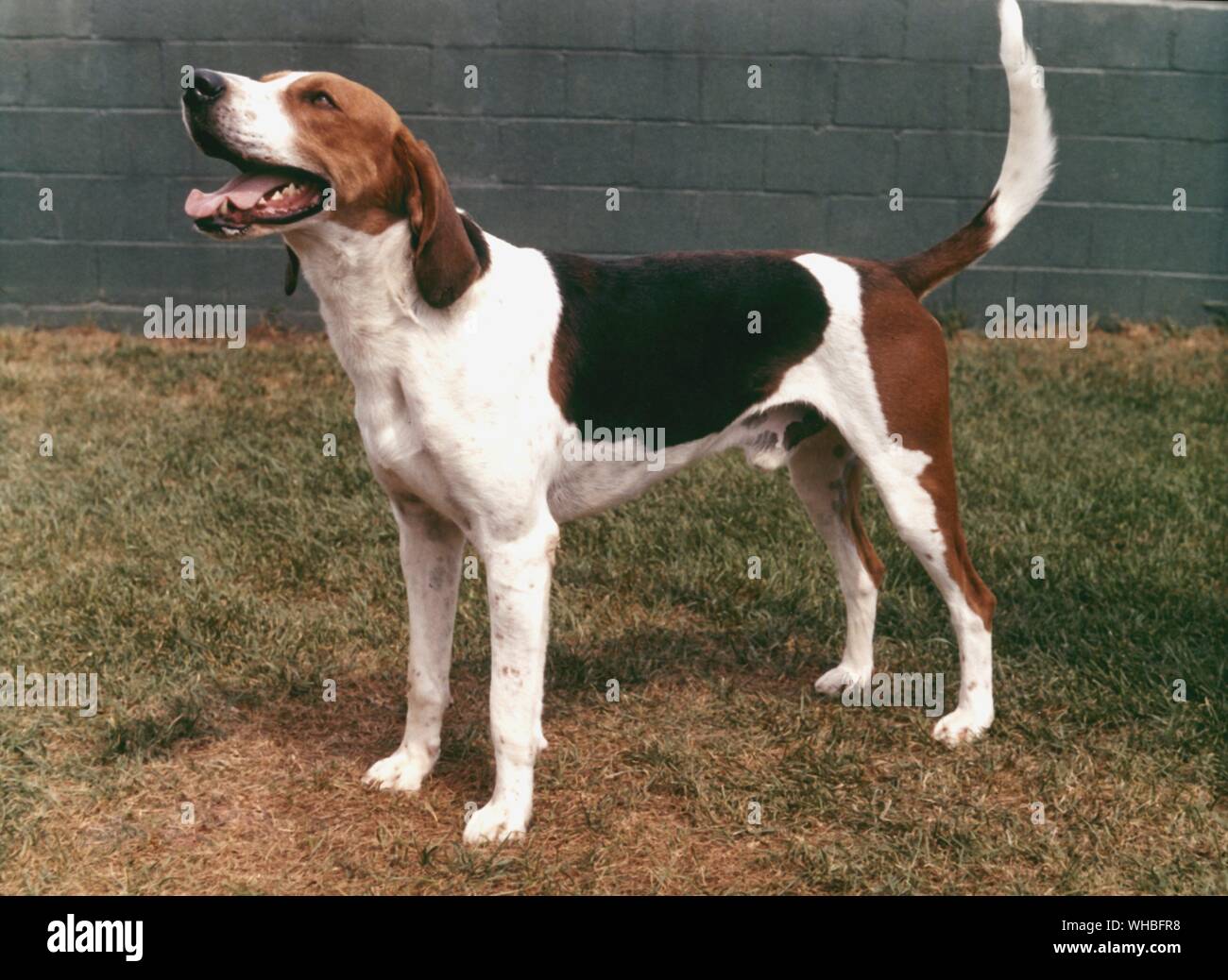 Foxhound hi-res stock photography and images - Alamy