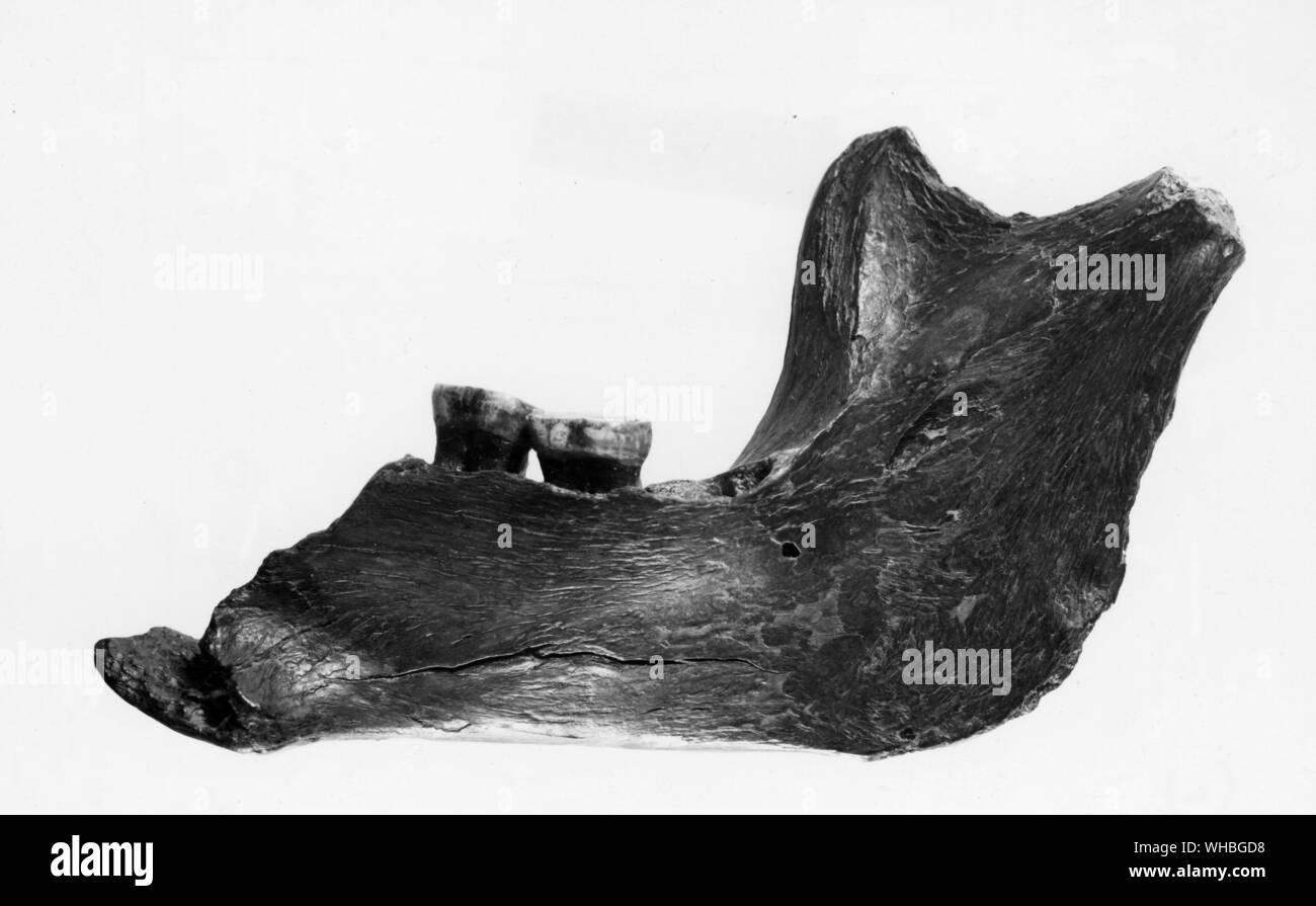 Piltdown hi-res stock photography and images - Alamy