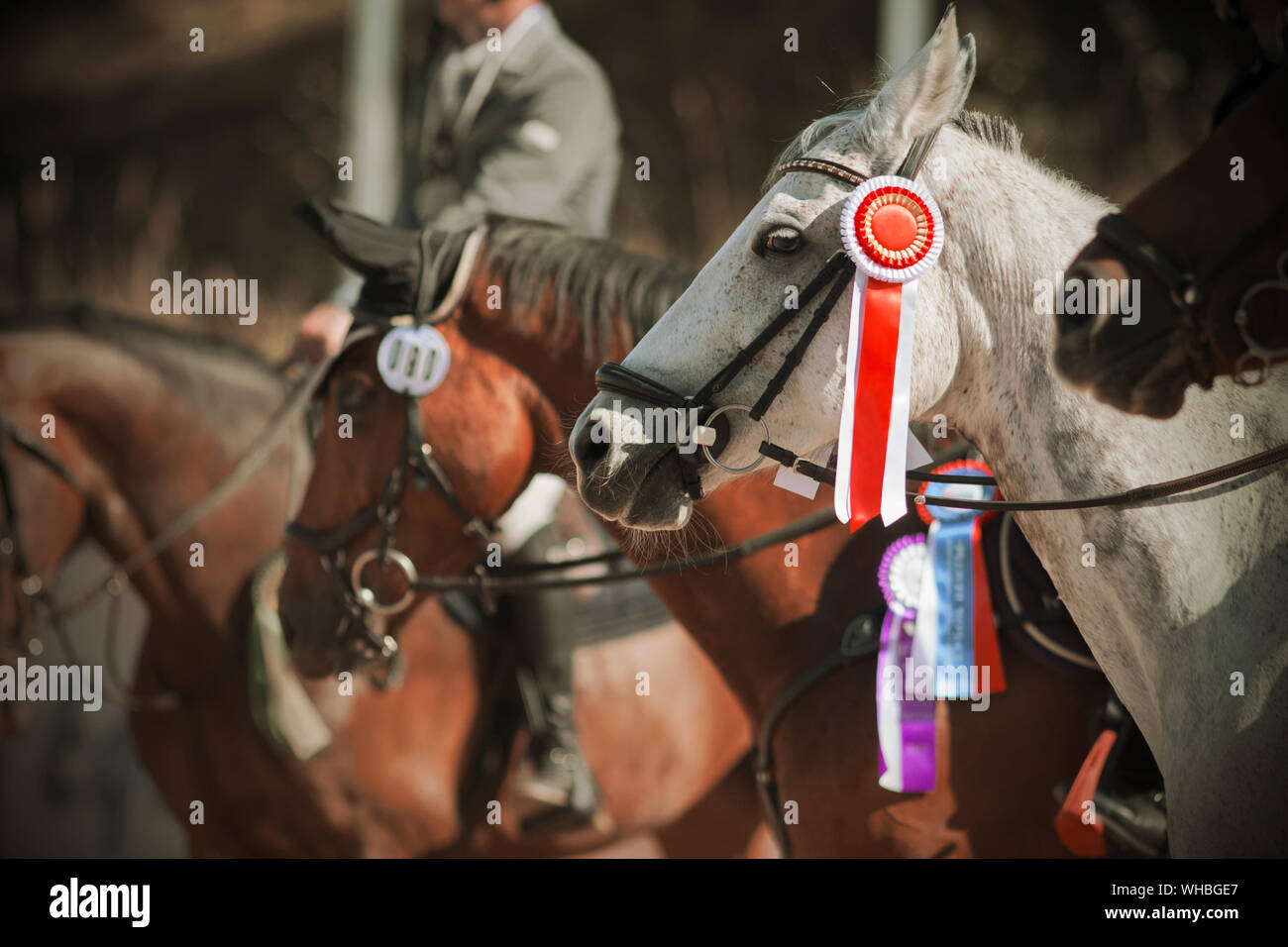 Awarding the winners of equestrian competitions in the equestrian ranks ...
