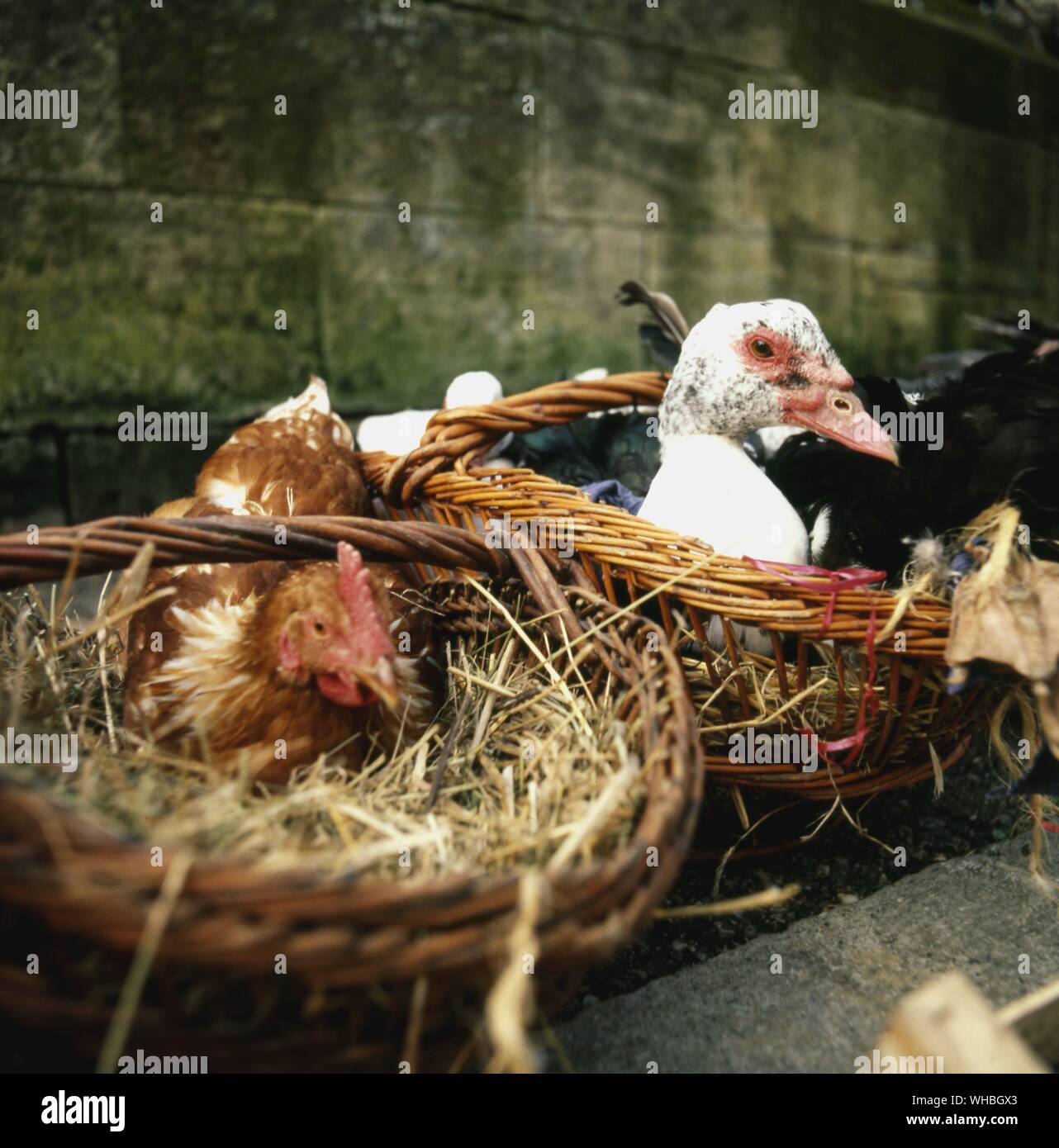 Hen and goose Stock Photo - Alamy