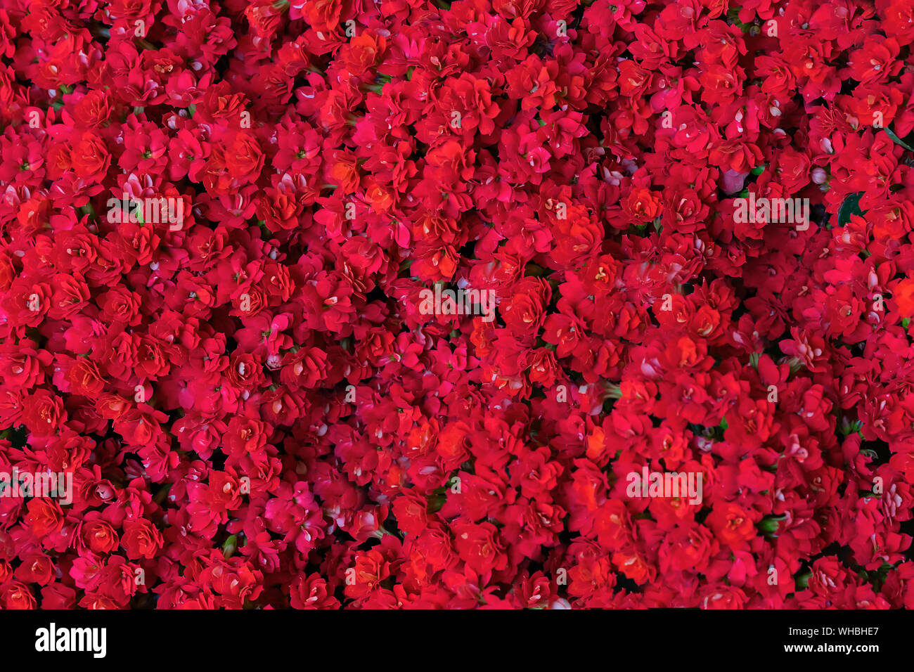 Beautiful red flowers. Background with red decorative flowers. Flower ...