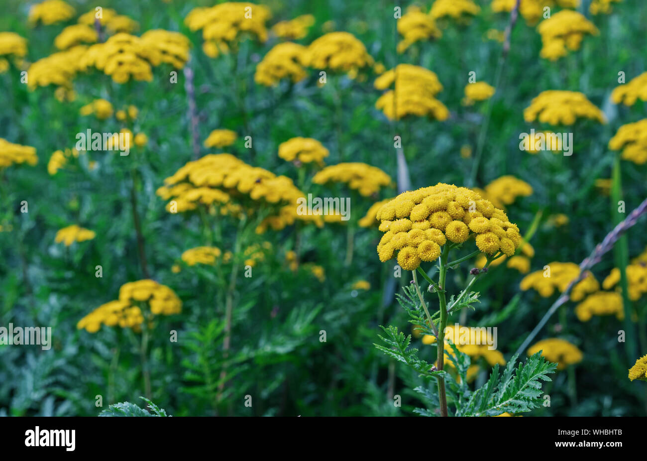 Yellow tansy flowers (Tanacetum vulgare, common tansy, bitter button ...