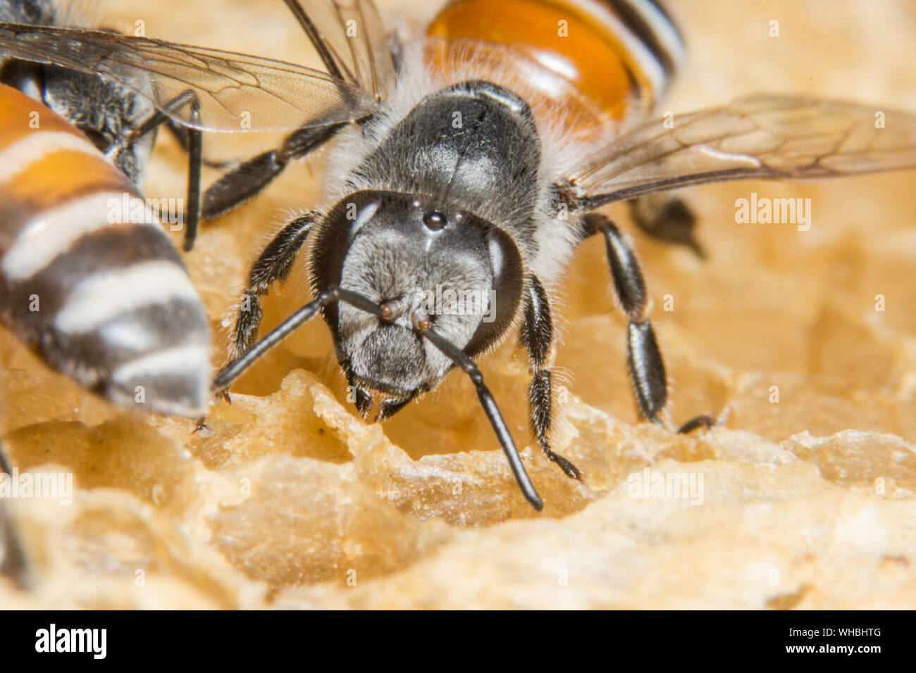 Honeycomb eye hi-res stock photography and images - Alamy