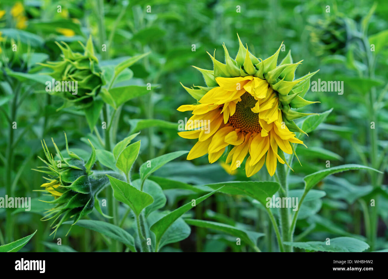 Yellow blooming sunflower. Closed bud sunflower during rain Stock Photo ...