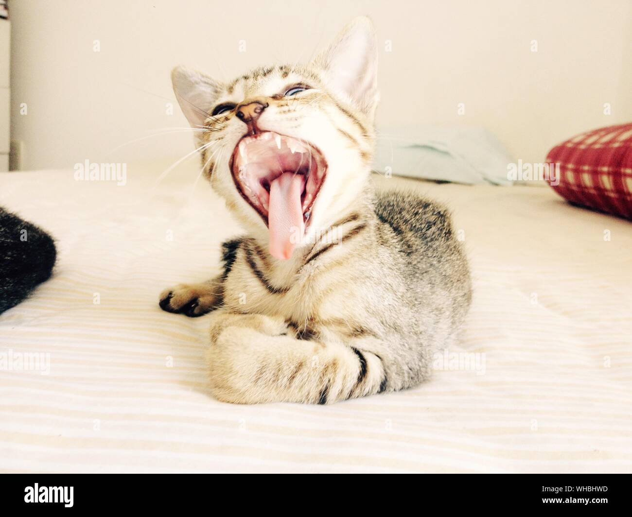 Yawing animal hi-res stock photography and images - Alamy