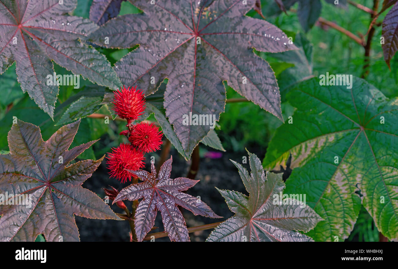 Fruits of the castor tree. Castor-bean tree with red prickly fruits and ...