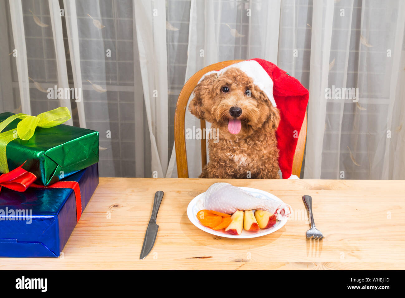 Dining table home animal pet hi-res stock photography and images - Alamy