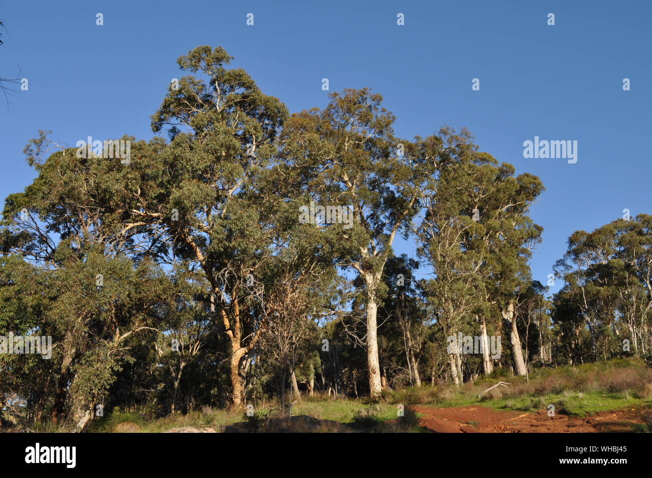 Australian bush with eucalyptus trees, Whistlepipe Gully Walk, Mundy ...