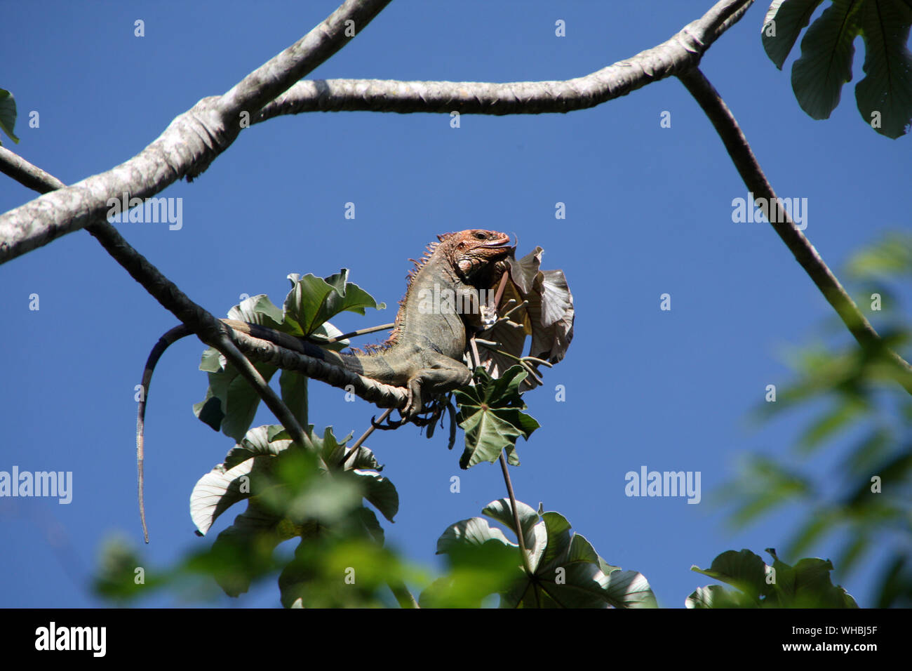 A lizard sitting on the tree in Costa Rica Stock Photo - Alamy