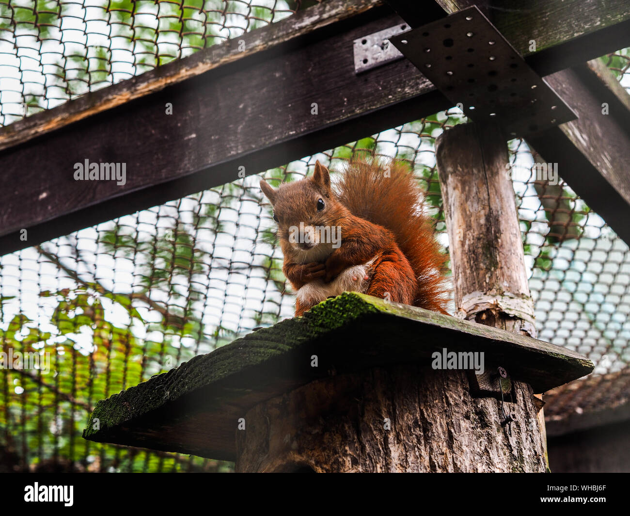 Squirrel In Cage High Resolution Stock Photography and Images - Alamy