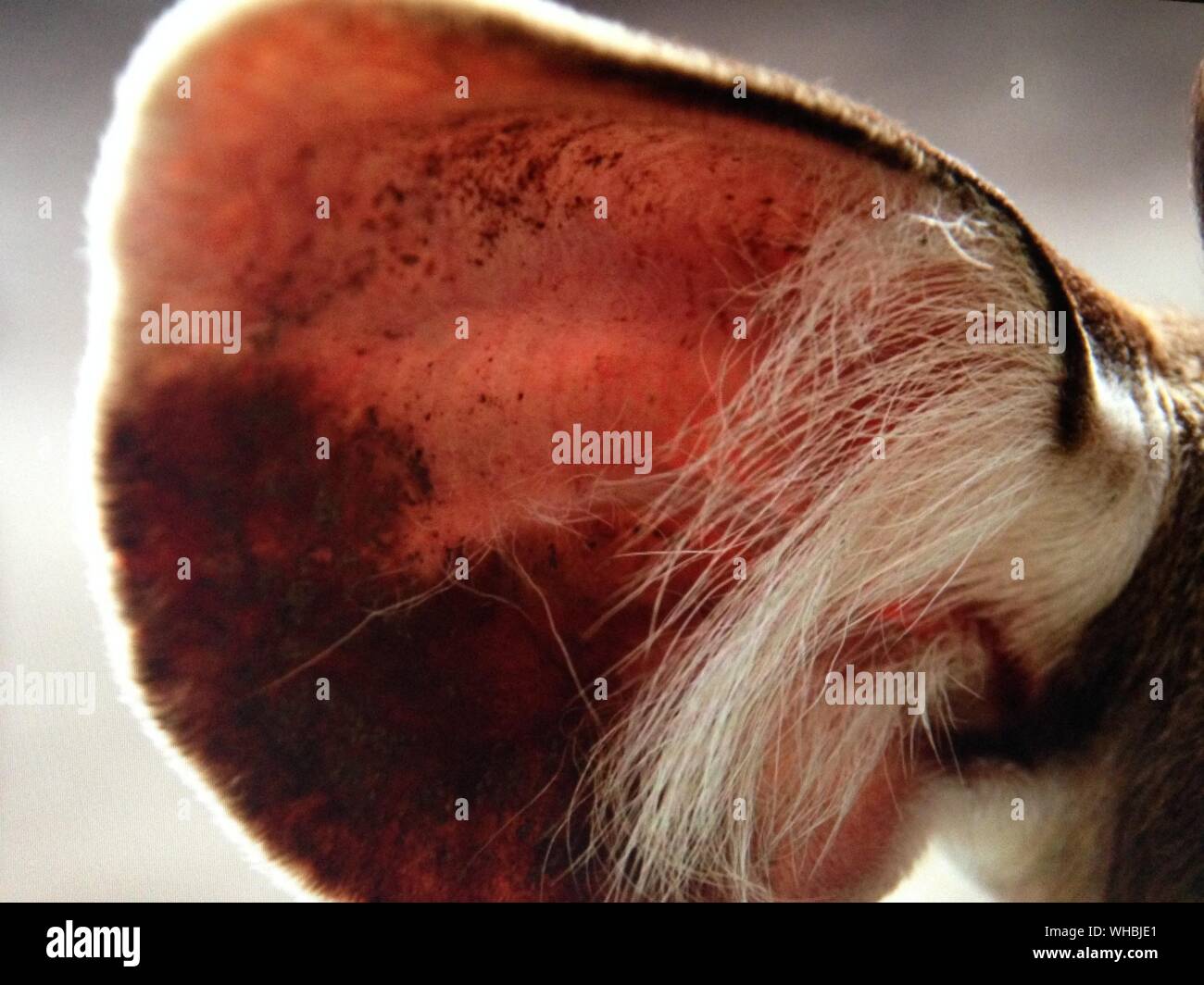 Animal Ear Stock Photos & Animal Ear Stock Images - Alamy