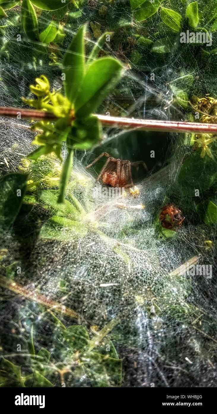 Double exposure wildlife hi-res stock photography and images - Alamy