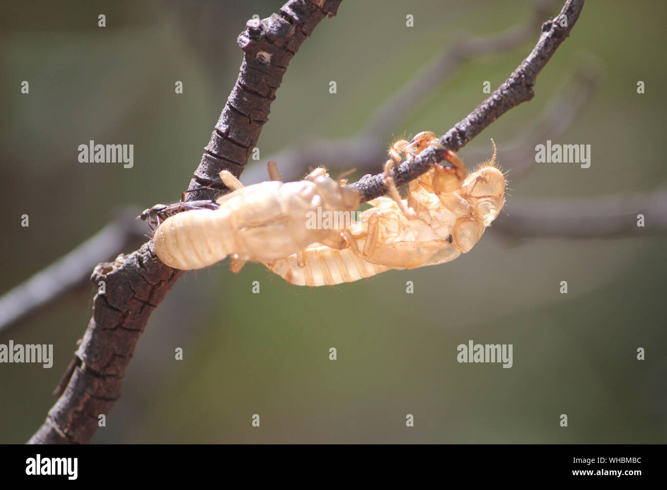 Insect shedding skin hi-res stock photography and images - Alamy