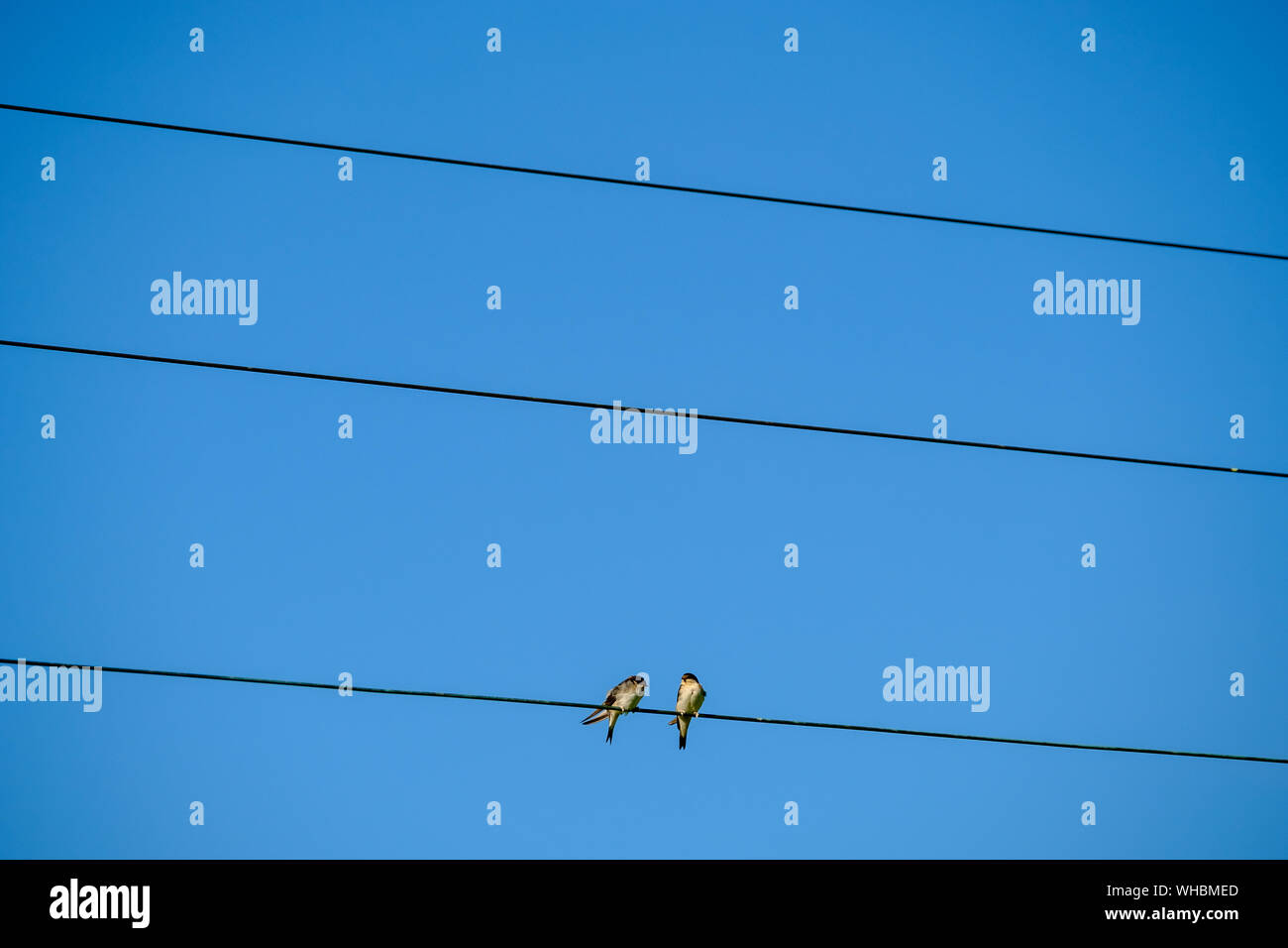 Birds sitting on electric wires on blue sky background Stock Photo - Alamy