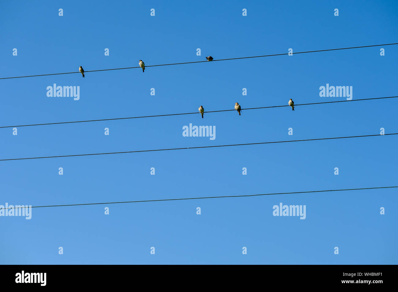 Birds sitting on electric wires on blue sky background Stock Photo - Alamy