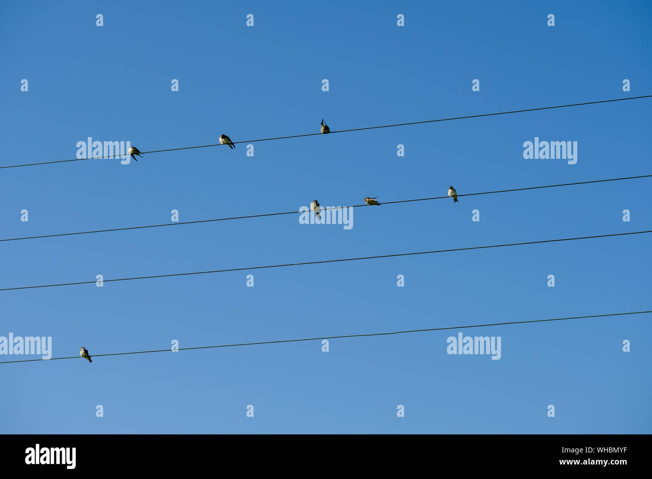 Birds sitting on electric wires on blue sky background Stock Photo - Alamy