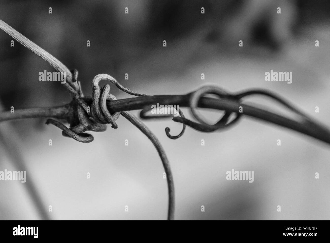 Tangled barbed wire hi-res stock photography and images - Alamy
