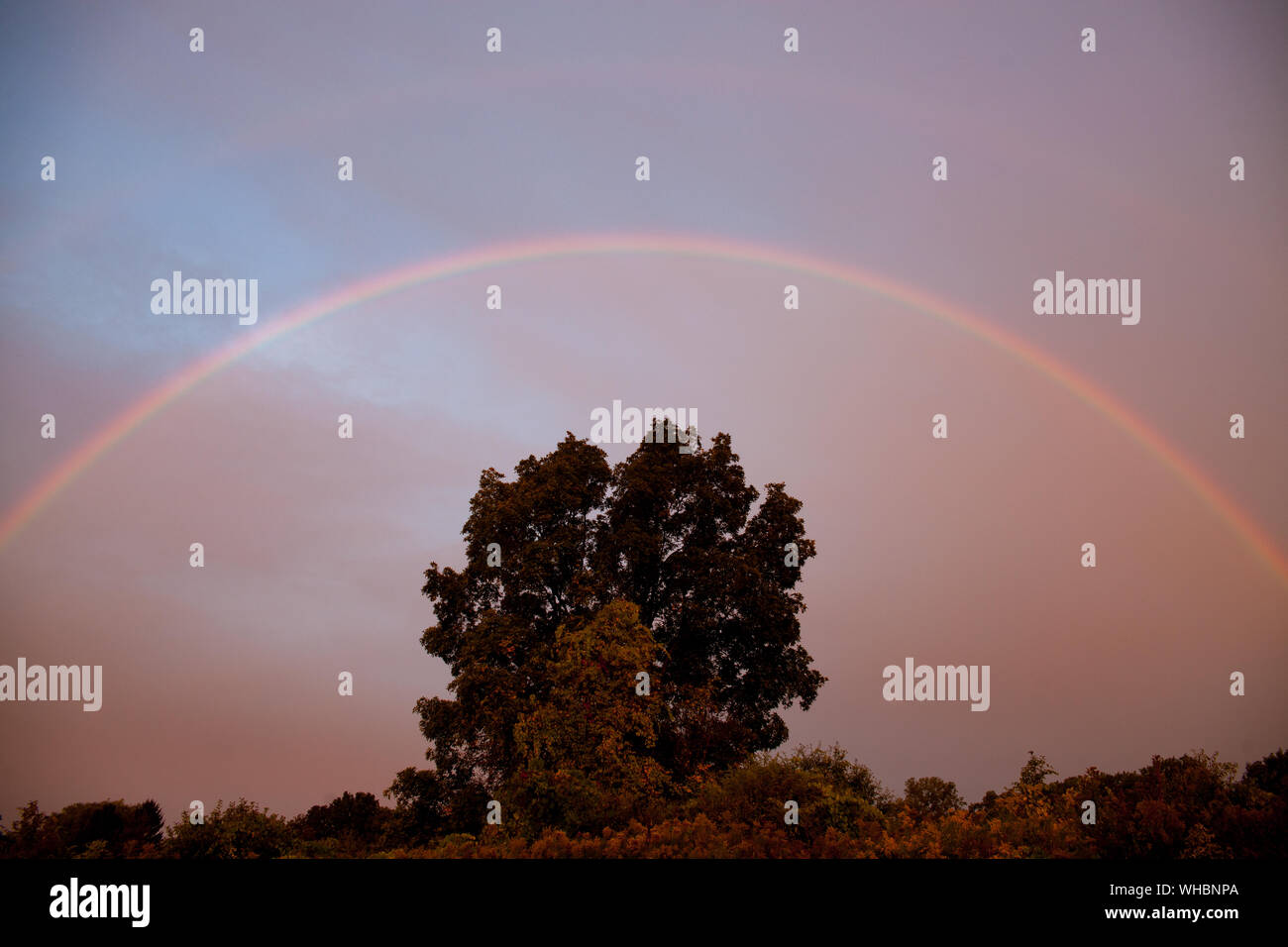 Rainbow Over Maple Tree Stock Photo - Alamy