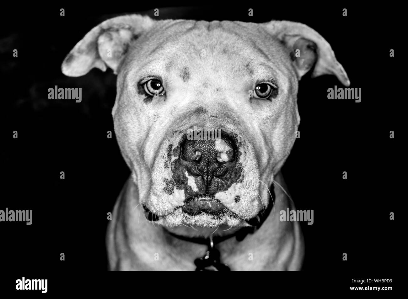 Black staffordshire terrier hi-res stock photography and images - Alamy