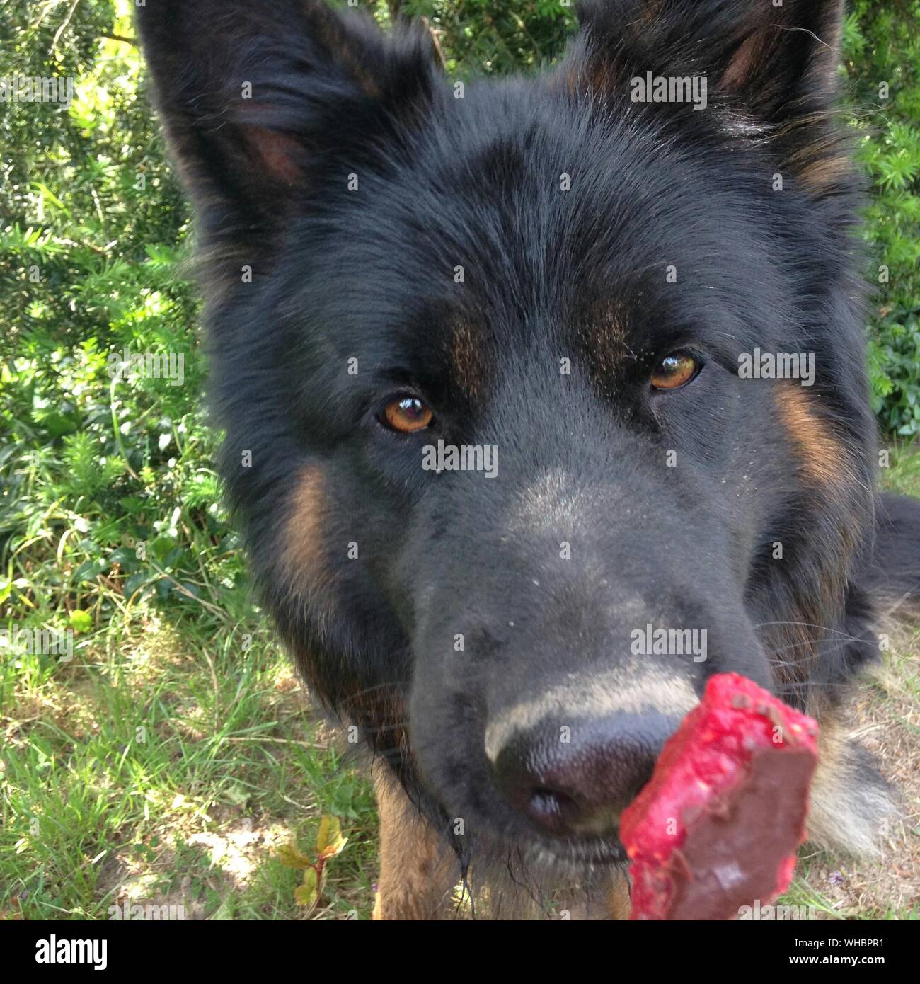 Dog smelling food hi-res stock photography and images - Alamy